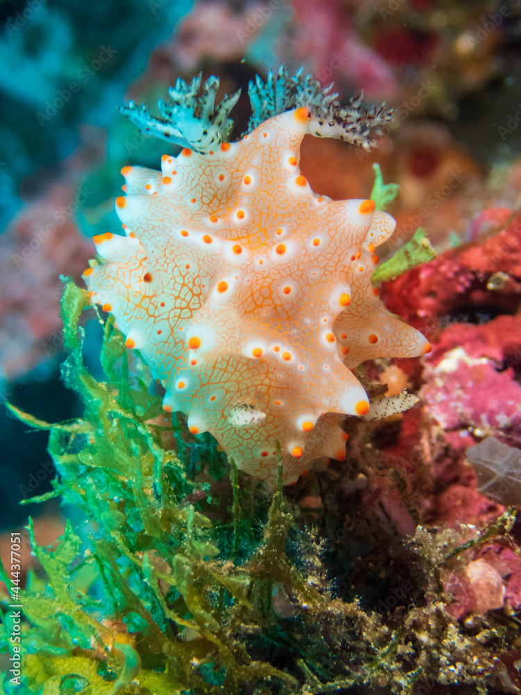 Halgerda Batangas nudibranch or sea slug at Baluarte dive site in Sogod ...