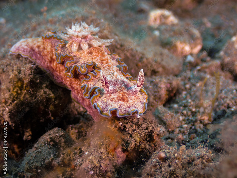 Girdled Glossodoris (Glossodoris acosti) nudibranch or sea slug during ...