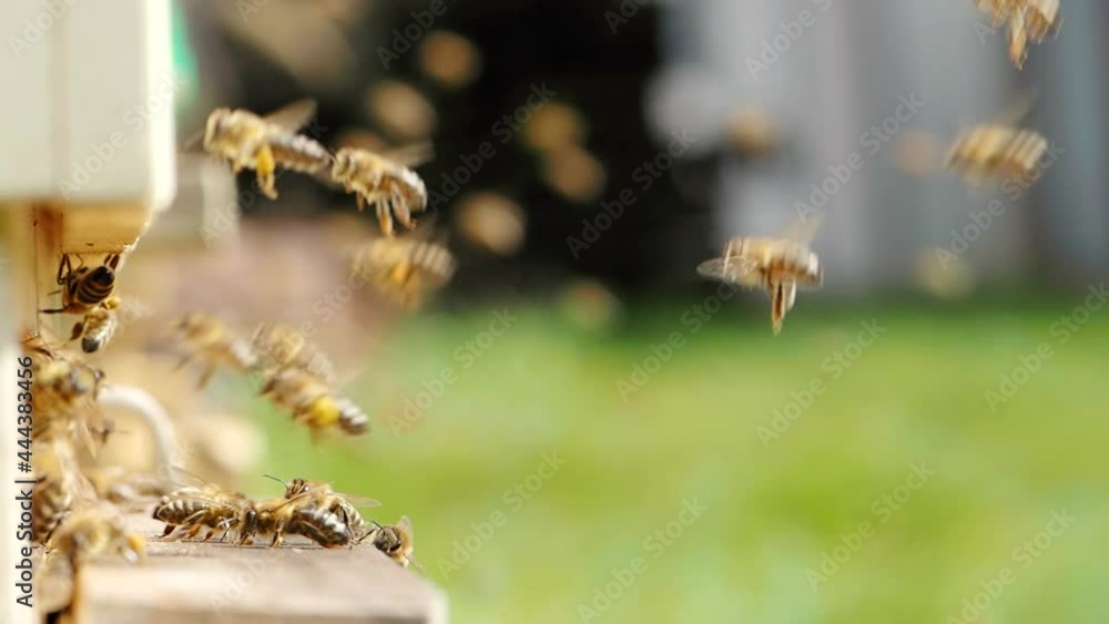 Swarm of honey bees (Apis mellifera) carrying pollen and flying to the ...