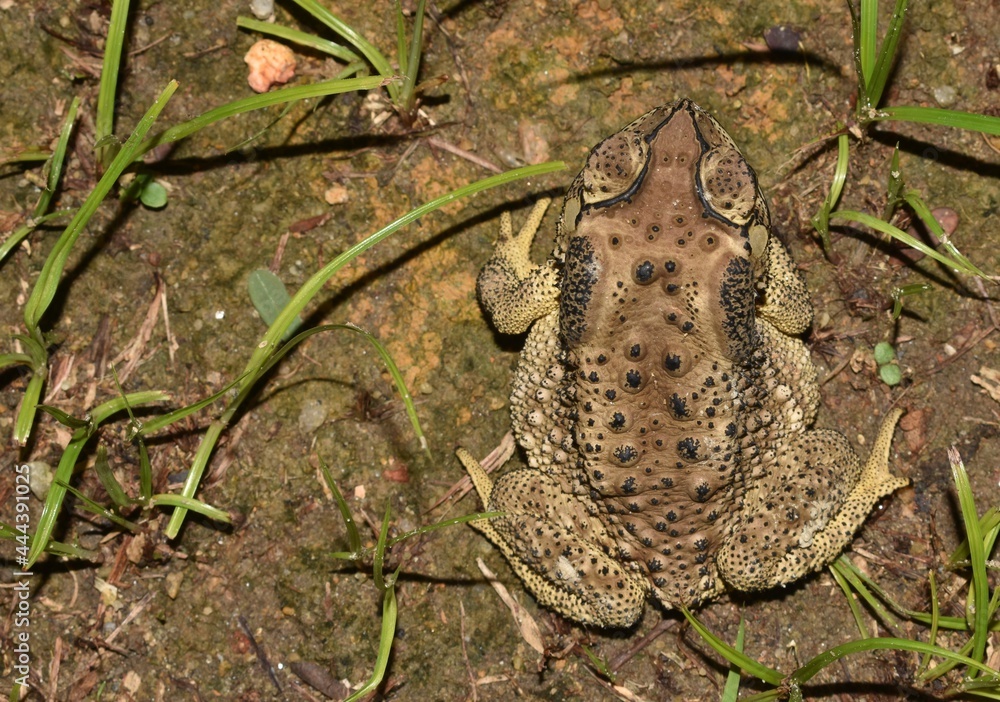 View of a brown patterned toad from above Stock Photo | Adobe Stock