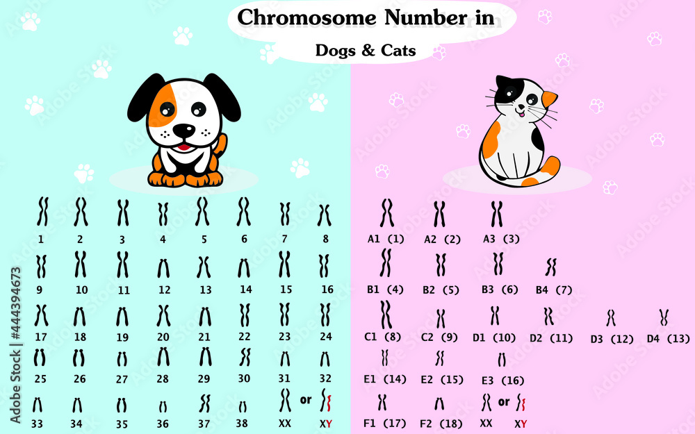 Chromosome Number In Dog And Cat Dog And Cat Karyotype Diagram Stock