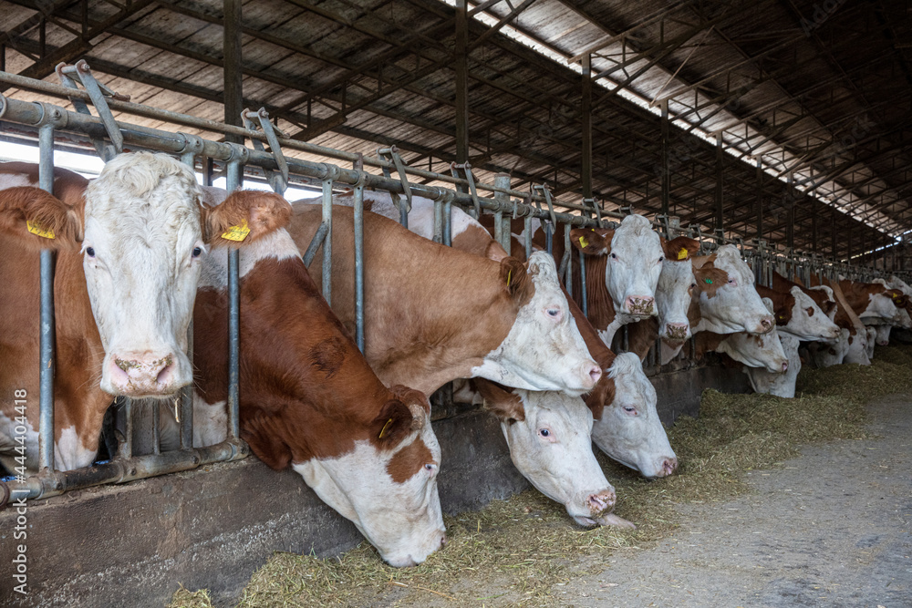 Simmental dairy cows on the farm. Dairy farm, simmental cattle, feeding ...