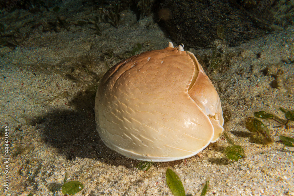 Back of a Giant Box Crab (Calappa calappa) during a night dive at Padre ...