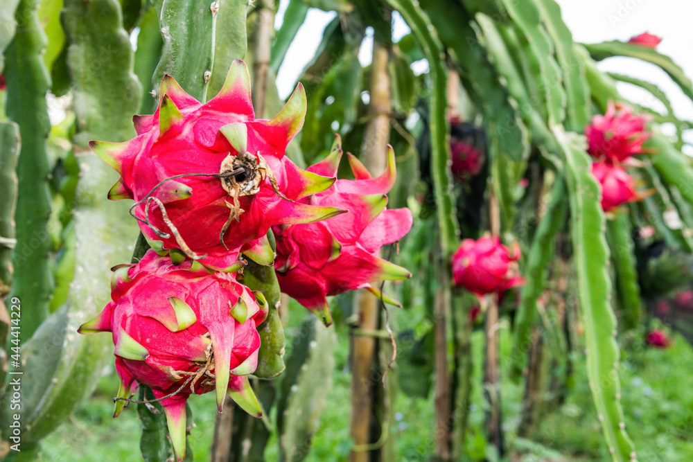 ripe pitahaya fruit growing on the pitahaya tree in Taiwan. Stock Photo ...