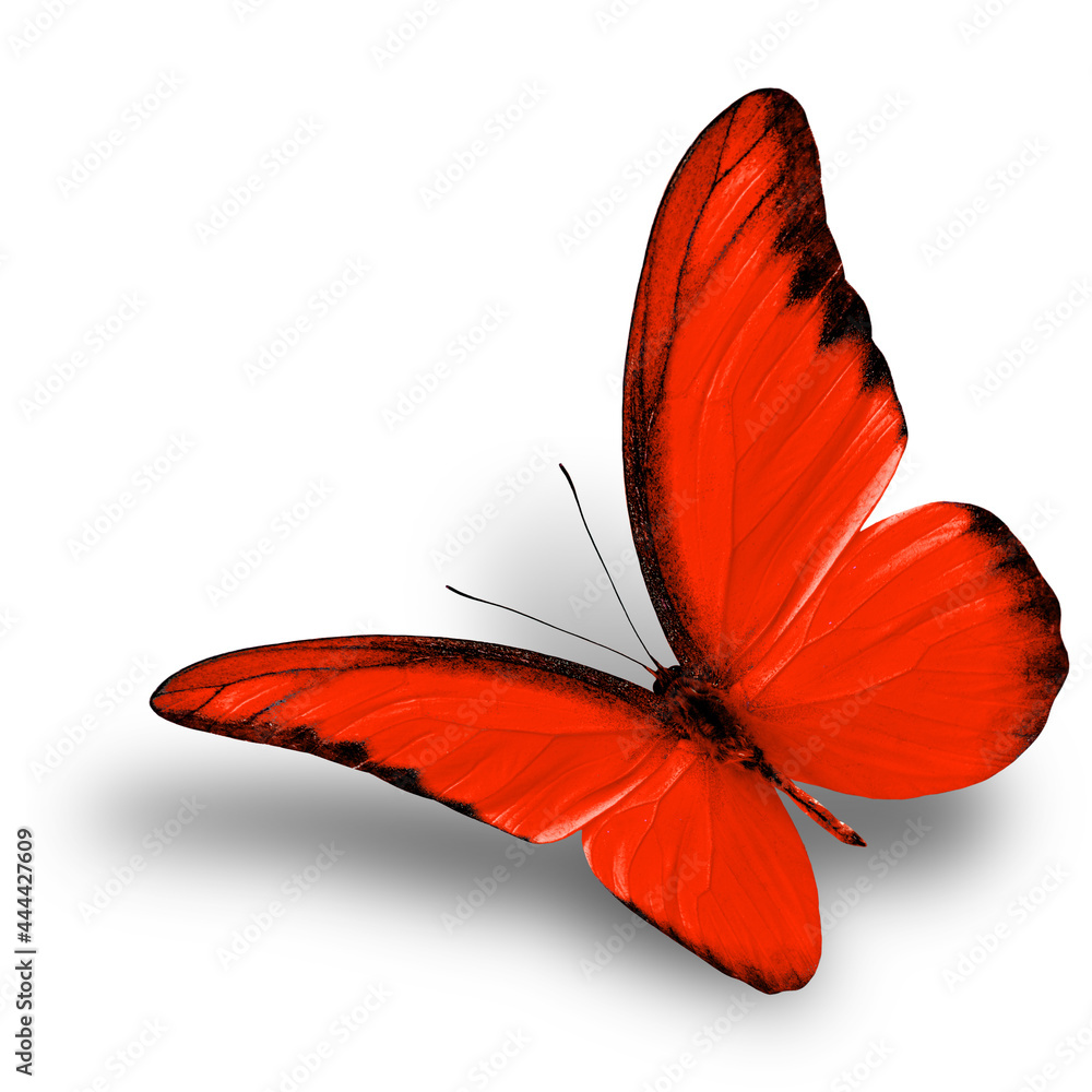 Exotic Chocolate Albatross in fancy flying red butterfly isolated on ...