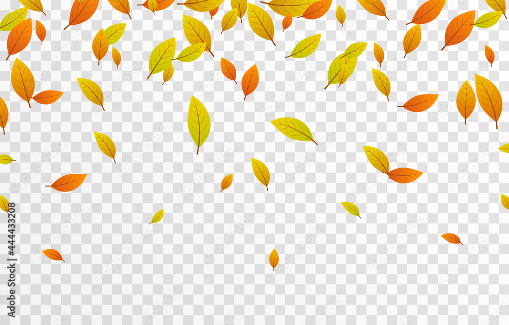 Vector leaf fall on an isolated transparent background. Autumn, the ...