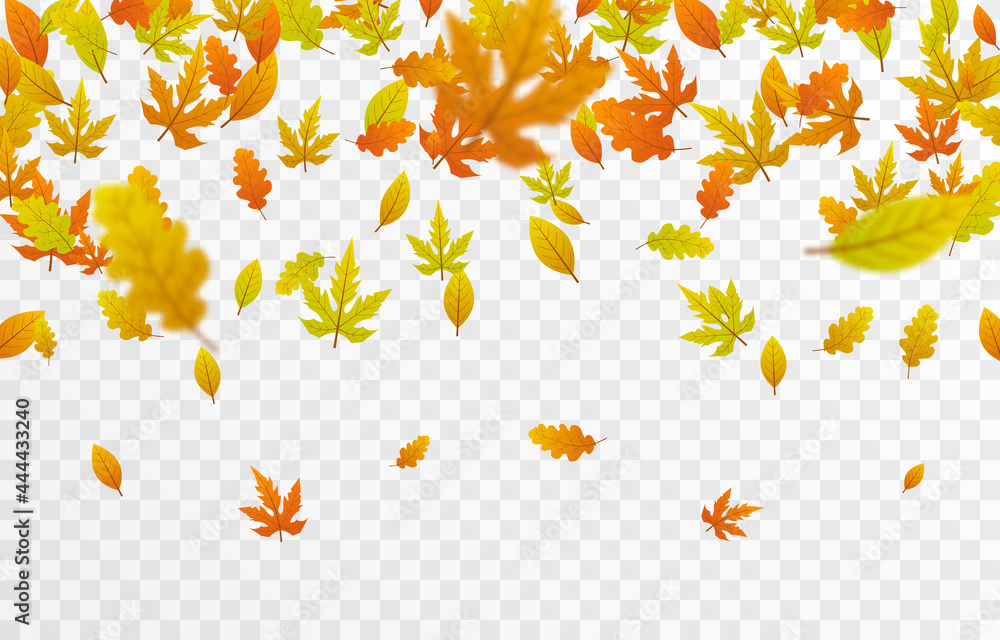 Vector leaf fall on an isolated transparent background. Autumn, the ...