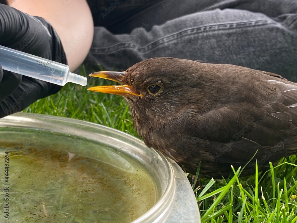 Feeding and raising a weak and injured bird with the pipette Stock ...
