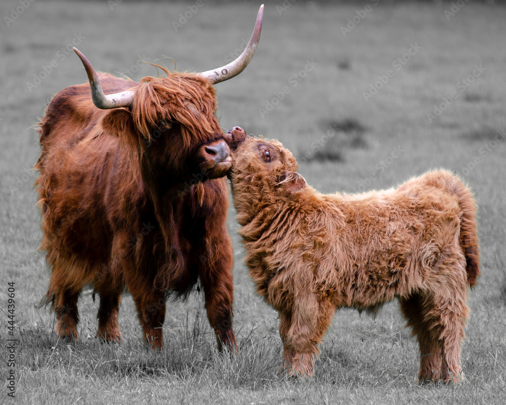 Scottish Highlanders Calves