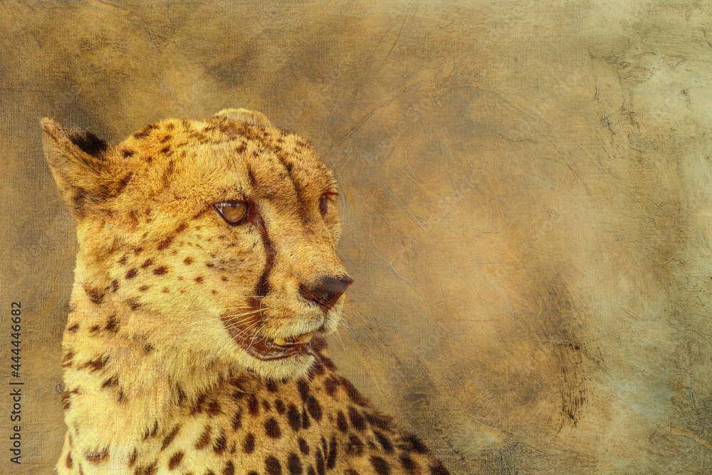 Cheetah portrait multiple images with oil painting background ; Specie ...