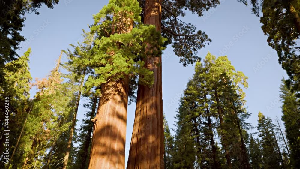 Incredible Giant Sequoia trees, some of the oldest and largest trees on ...