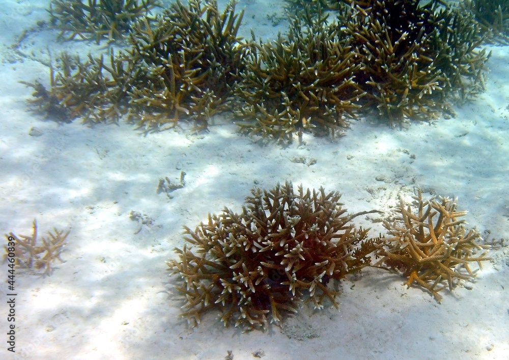 Reef restoration project with young staghorn coral Acropora cervicornis ...