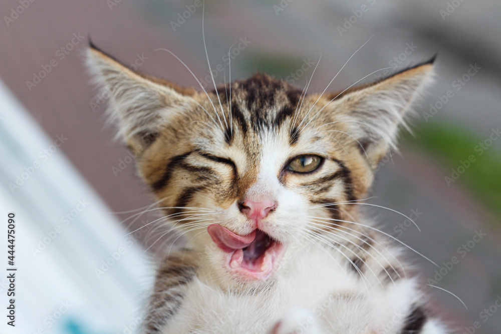 Pretty kitten winking with month open. Cute cat horizontal background ...