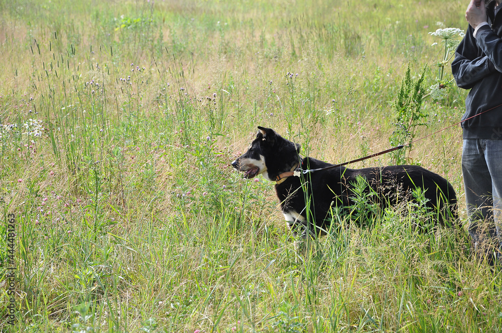 Piebaldism In Dogs