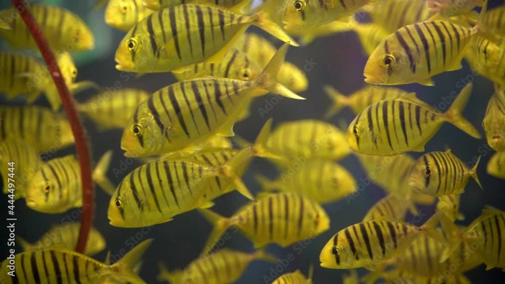 Schooling of juvenile Golden travelly(Gnathanodon speciosus) swimming ...