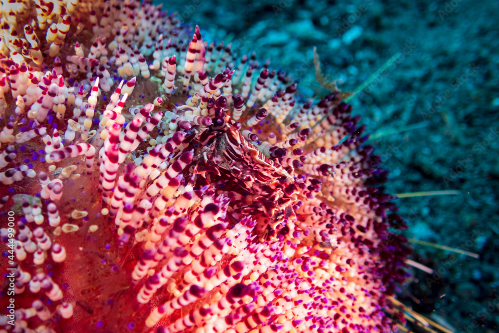 Zebra Urchin Crab (Zebrida adamsii) at Little Lembeh II dive site in ...