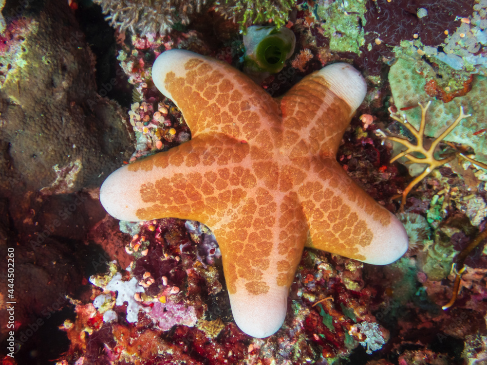 Granular sea star (Choriaster granulatus), also known as the granulated ...