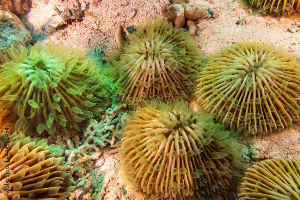 Disc coral, Plate coral, Mushroom Coral, Reef Building Corals (Fungia ...