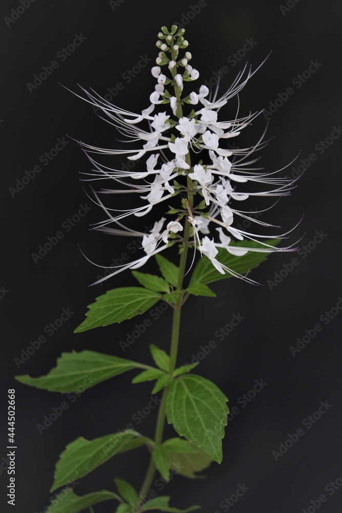 Orthosiphon aristatus is a plant species in the family of Lamiaceae ...