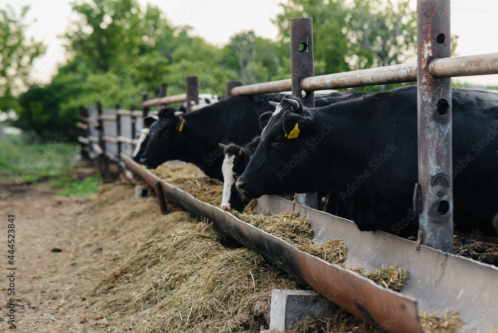 Raising cows for milk production on an industrial farm. Industrial ...