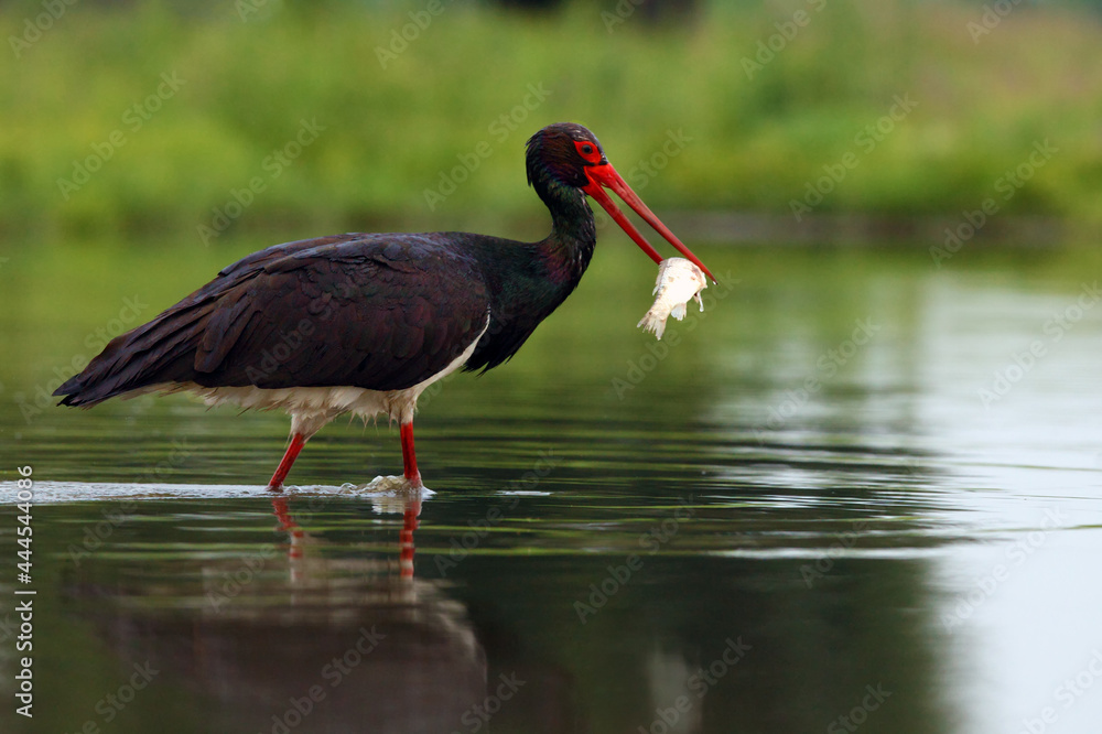 The black stork (Ciconia nigra) stork with a fish in its beak.Black ...