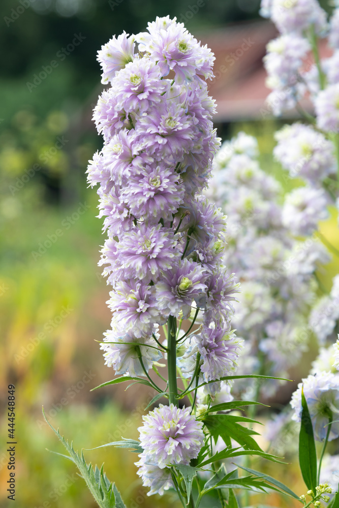 Perennial larkspur (Delphinium elatum Highlander Crystal Delights) Stock Photo | Adobe Stock