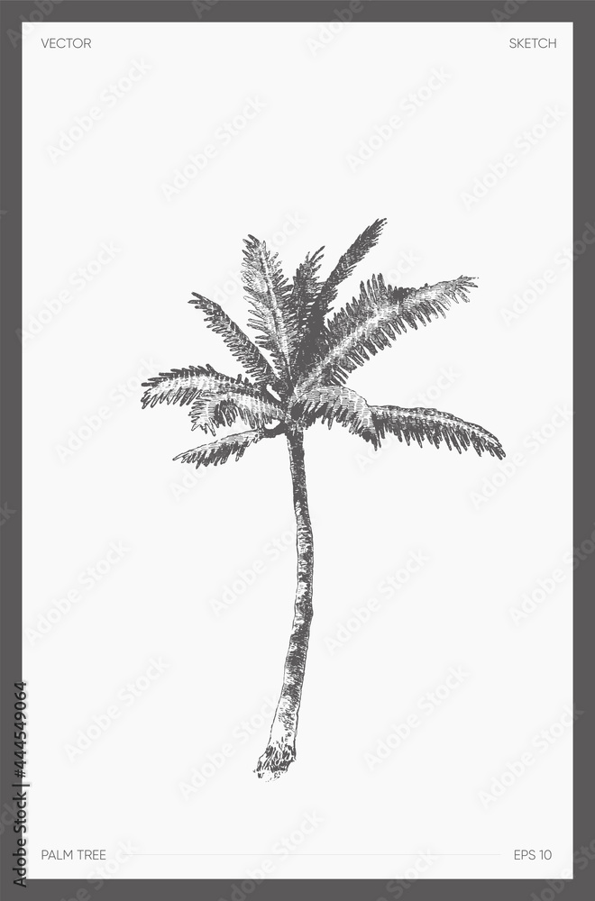 High detail vector palm tree realistic sketch Stock Vector | Adobe Stock