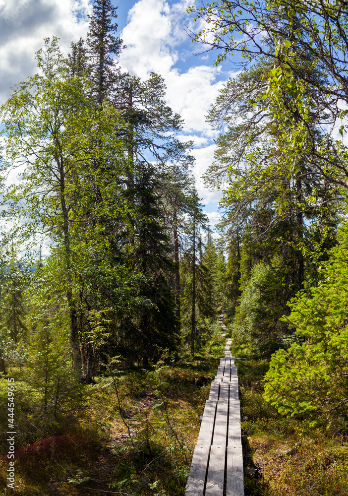Vertical. Trekking wooden path at beautiful wild place crossing a dense ...