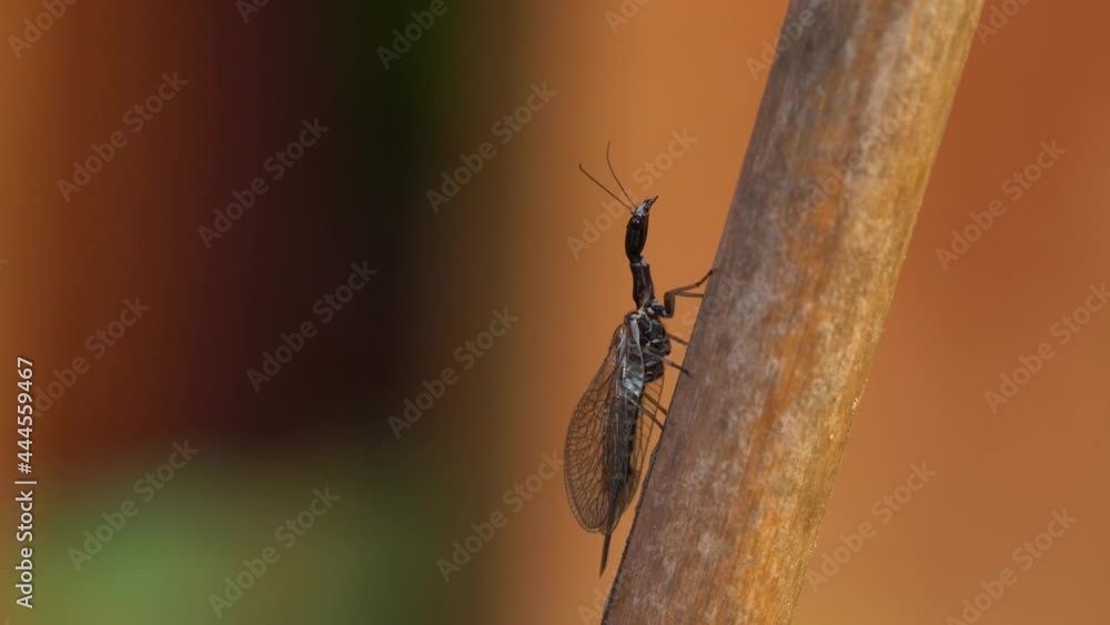 Snakefly, predatory insect from order Raphidioptera.The relict species ...