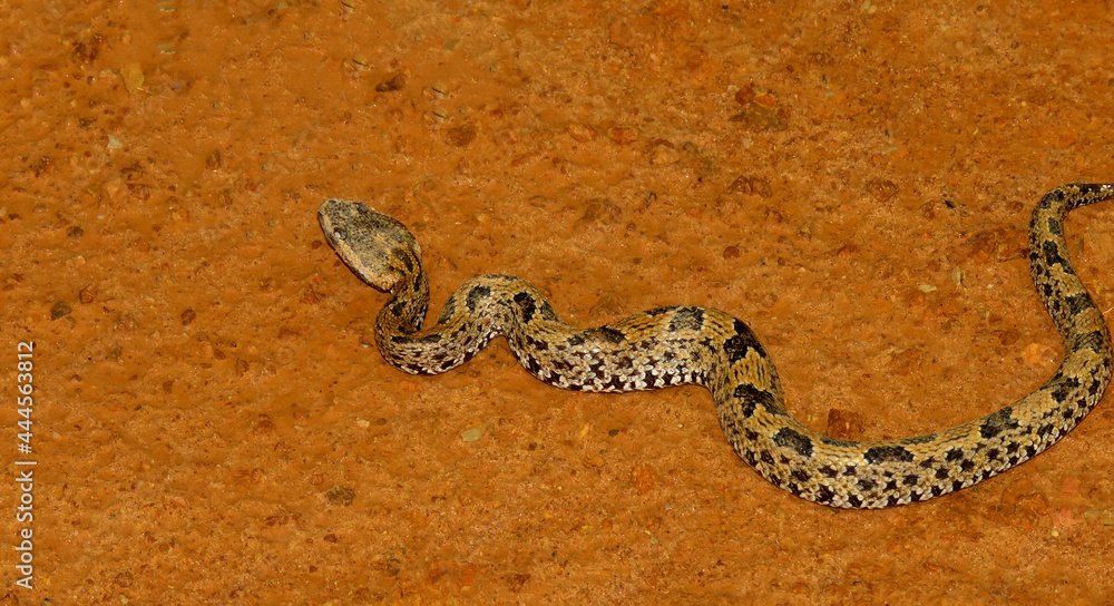 Russell's Viper, venomous snake Russell's Viper. Stock Photo | Adobe Stock