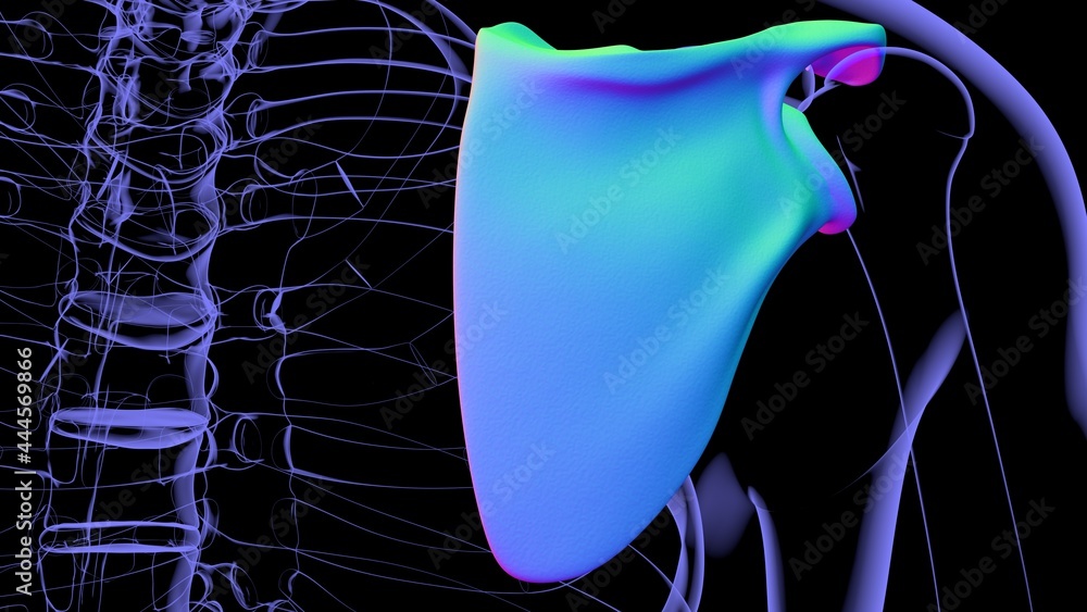 Human skeleton anatomy Scapula Bone 3D Rendering Stock Illustration ...