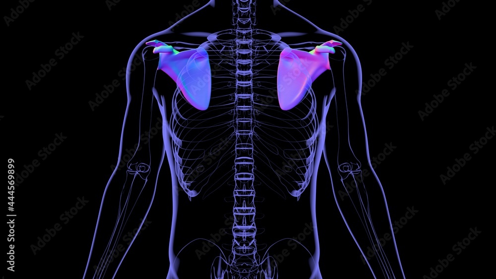 Human skeleton anatomy Scapula Bone 3D Rendering Stock Illustration ...