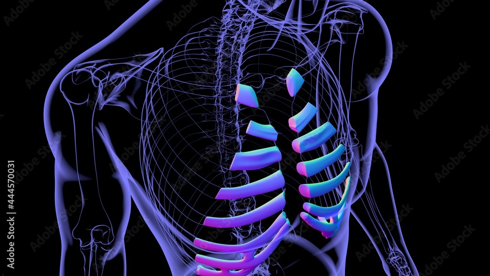 Human skeleton anatomy Costal Cartilage 3D Rendering Stock Illustration ...