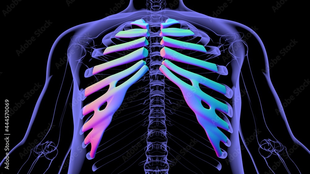 Human skeleton anatomy Costal Cartilage 3D Rendering Stock Illustration ...