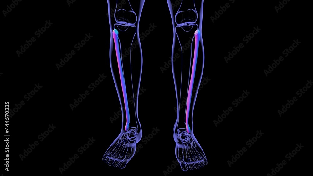 Human skeleton anatomy Fibula Bone 3D Rendering Stock Illustration ...