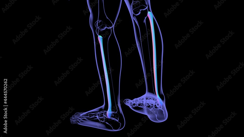 Human skeleton anatomy Fibula Bone 3D Rendering Stock Illustration ...