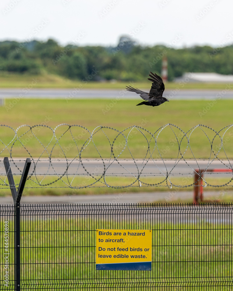 Crow flying near an active runway and over a sign saying "Birds are a ...