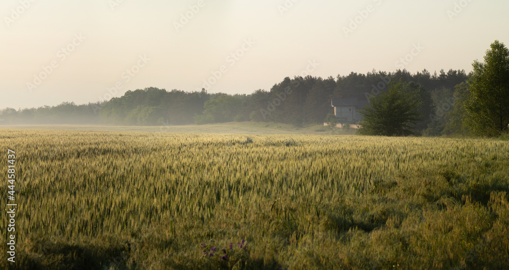 Moring mist over the green field of wheat Stock Photo | Adobe Stock