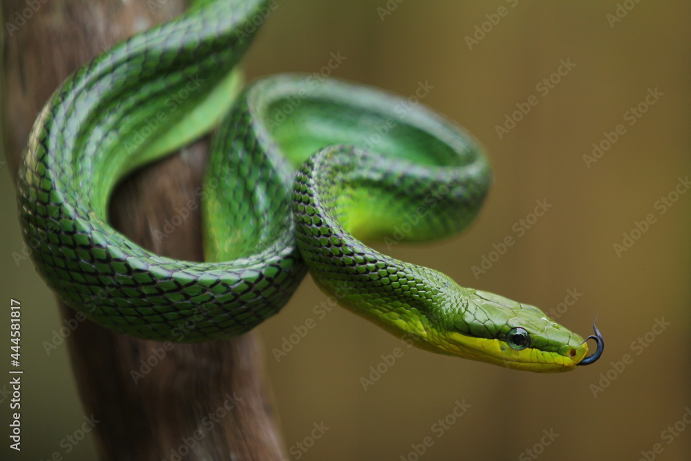 The gonyosoma green snake is a very low venom and harmless snake. Stock ...