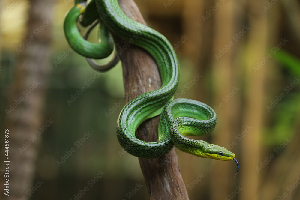 The gonyosoma green snake is a very low venom and harmless snake. Stock ...