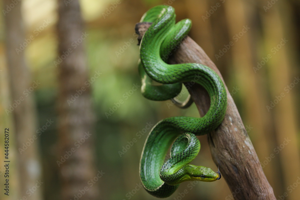 The gonyosoma green snake is a very low venom and harmless snake. Stock ...