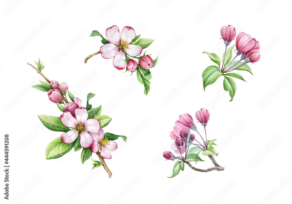 Apple tree pink flower and leaves set. Watercolor floral illustration ...