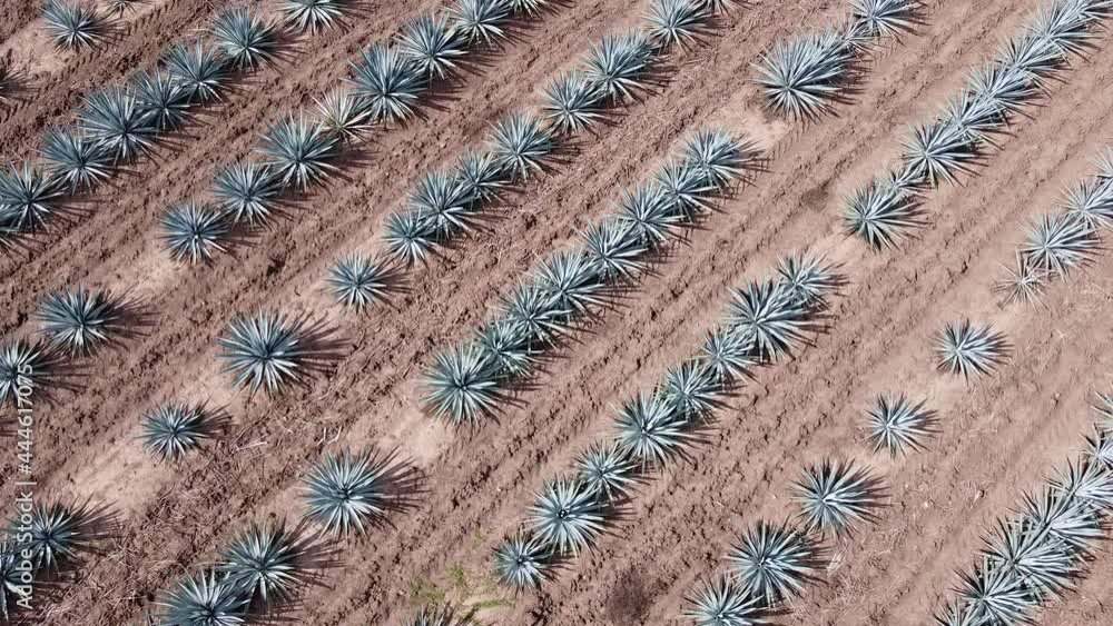 Aerial Drone of Blue Agave Plants in Tequila, Jalisco, Mexico. Camera ...