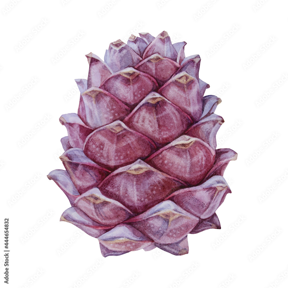 Watercolor hand-drawn realistic cedar pine cone isolated on white ...