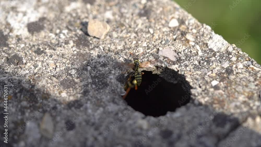 Throwing Rocks At Wasps To Prevent Them From Making A Nest In An ...