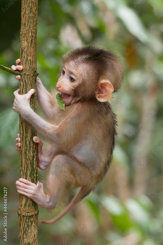 Cute monkeys and where they life in nature Stock Photo | Adobe Stock