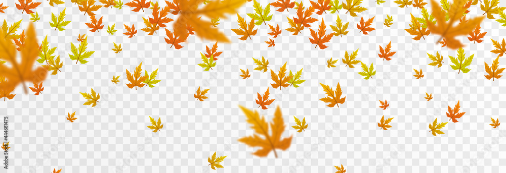 Vector leaf fall on an isolated transparent background. Autumn, the ...