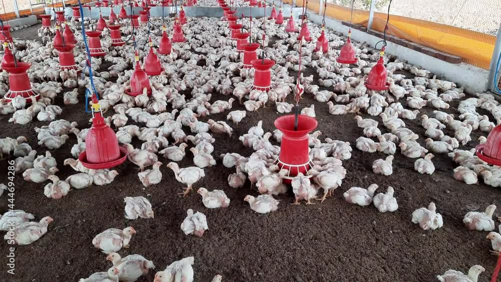 Interior of poultry farm with thousands of chickens, Chickens for ...