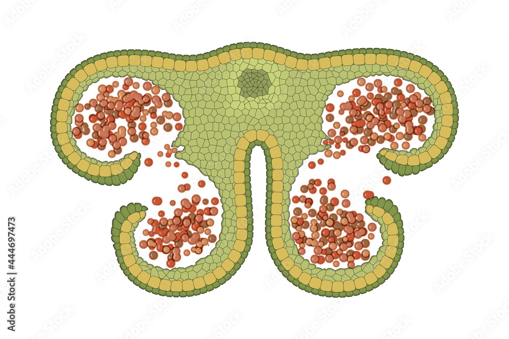 Photo & Art Print Anthers are the pollen producing part of the flower, the male reproductive ...