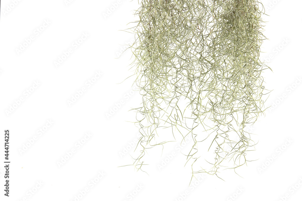Hanging Moss Png
